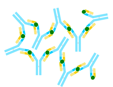 Evusheld: The Next Big Leap in Antibody Therapy - Vanderbilt Vanguard